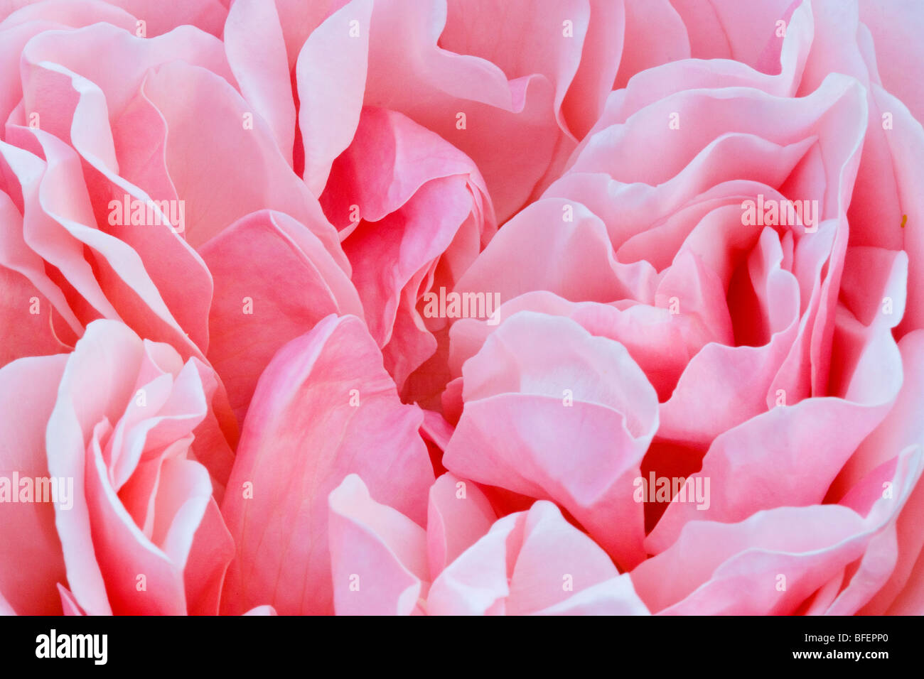Pink Rosa Eglantine Stock Photo - Alamy