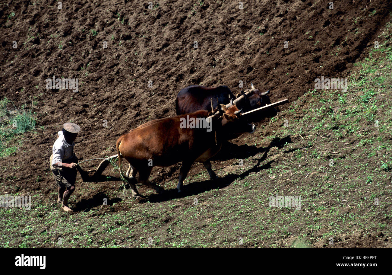Animals pull plow hi-res stock photography and images - Alamy