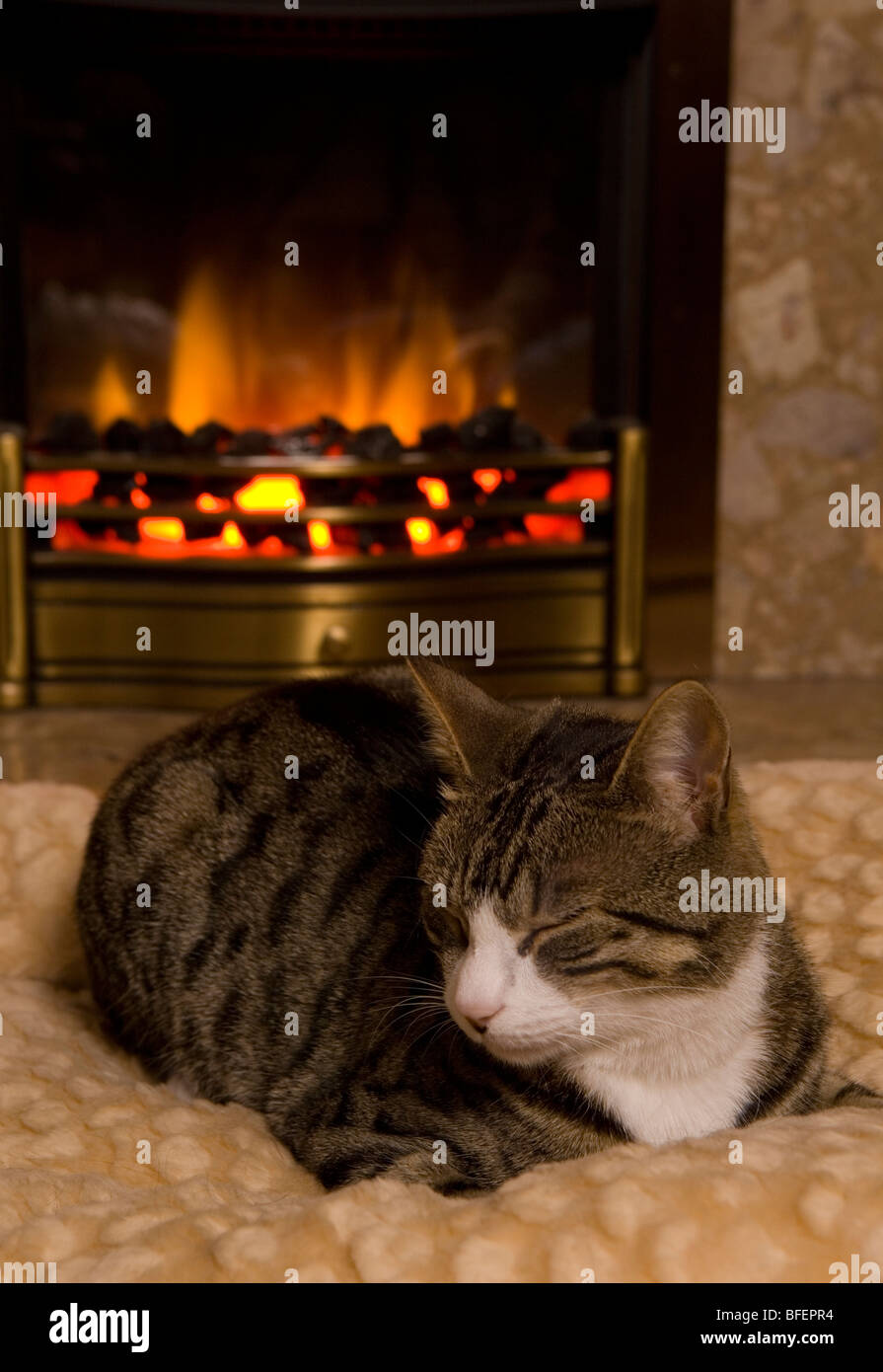 Cool Wallpaper Fire Cat