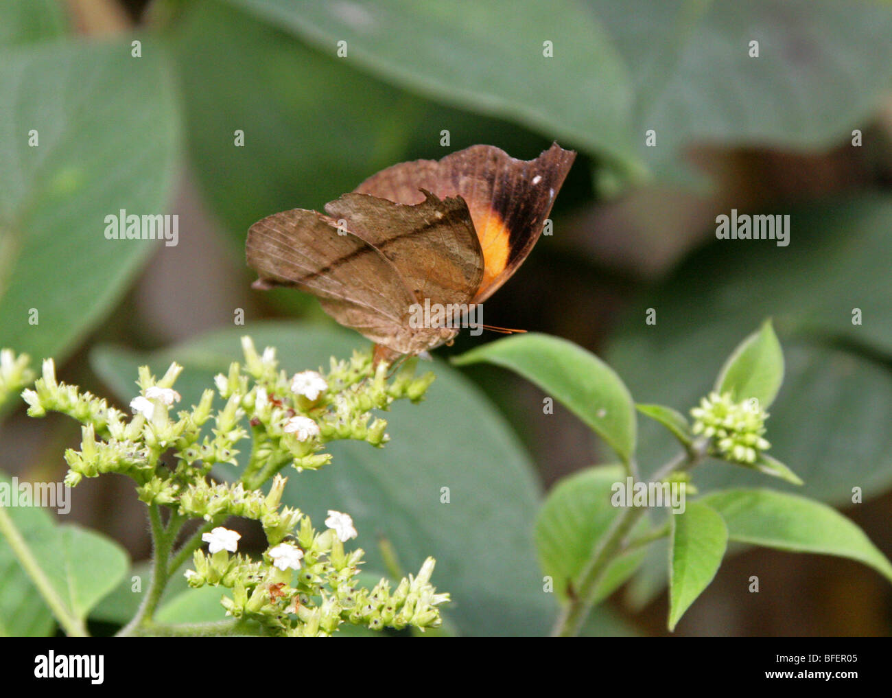The Orion or Grape Shoemaker, Historis odius, Biblidinae, Nymphalidae ...