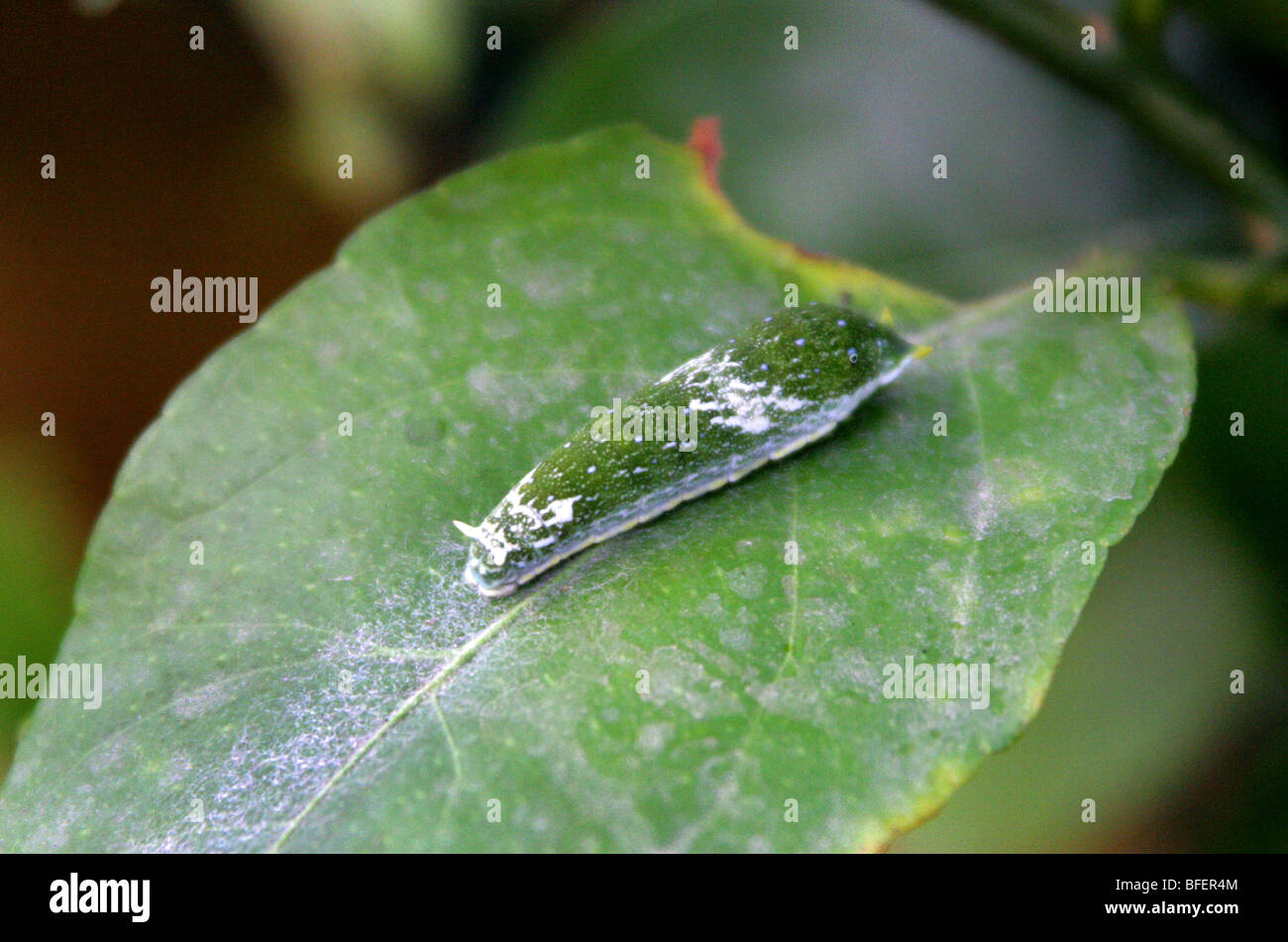 Orchid Swallowtail Butterfly Caterpillar, Papilio aegeus, Papilionidae ...