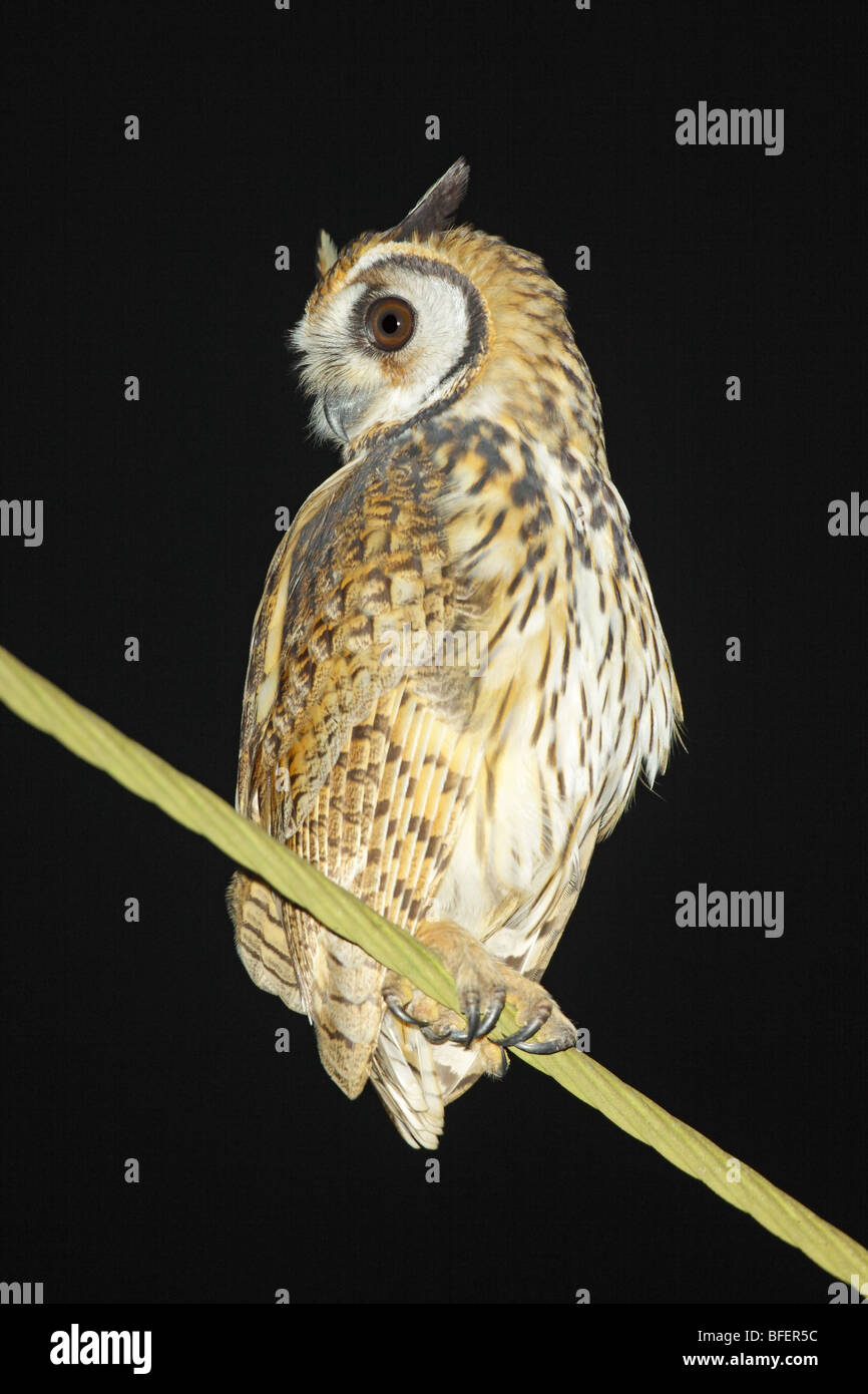 Striped owl hi-res stock photography and images - Alamy