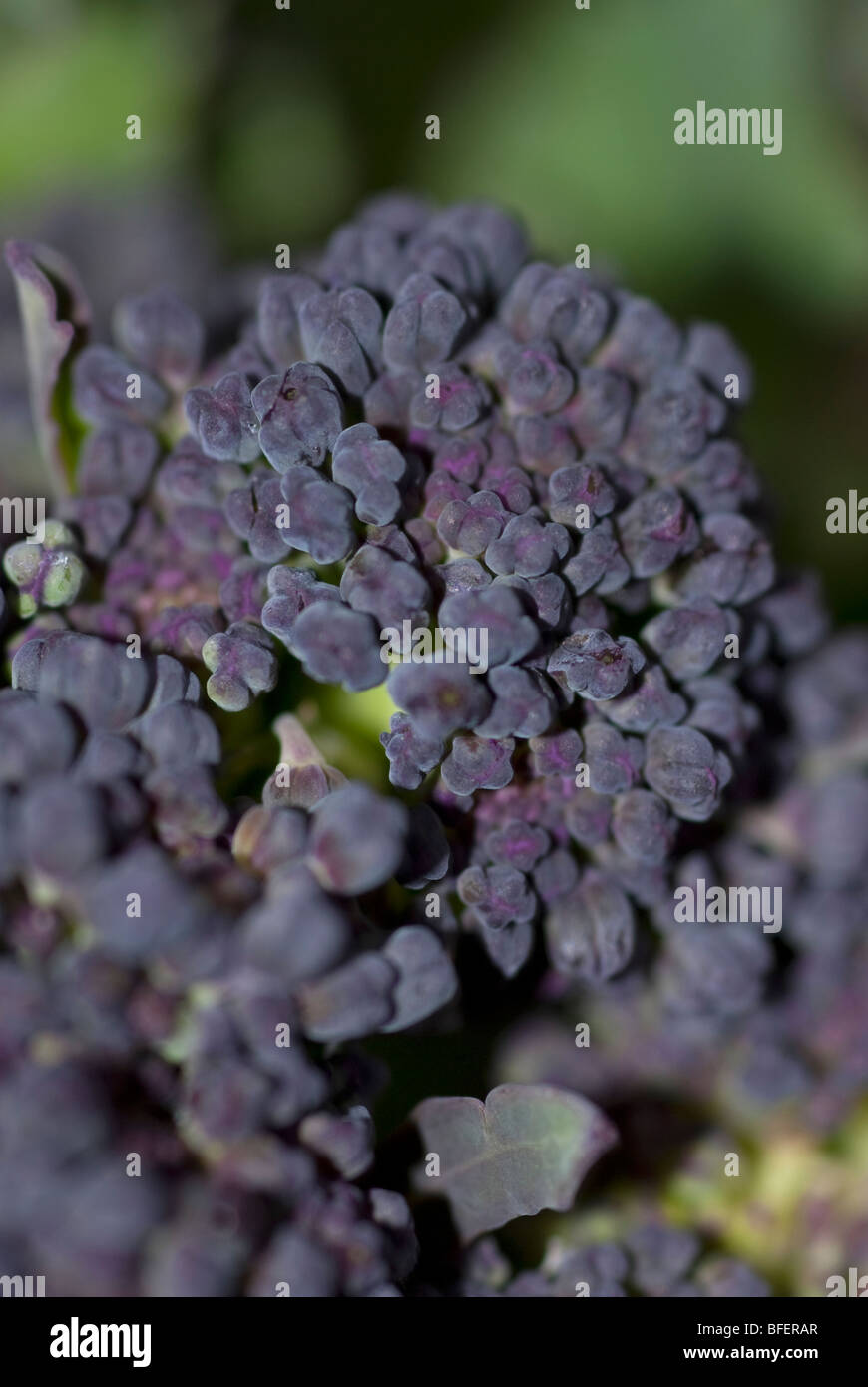 Floret hi-res stock photography and images - Alamy