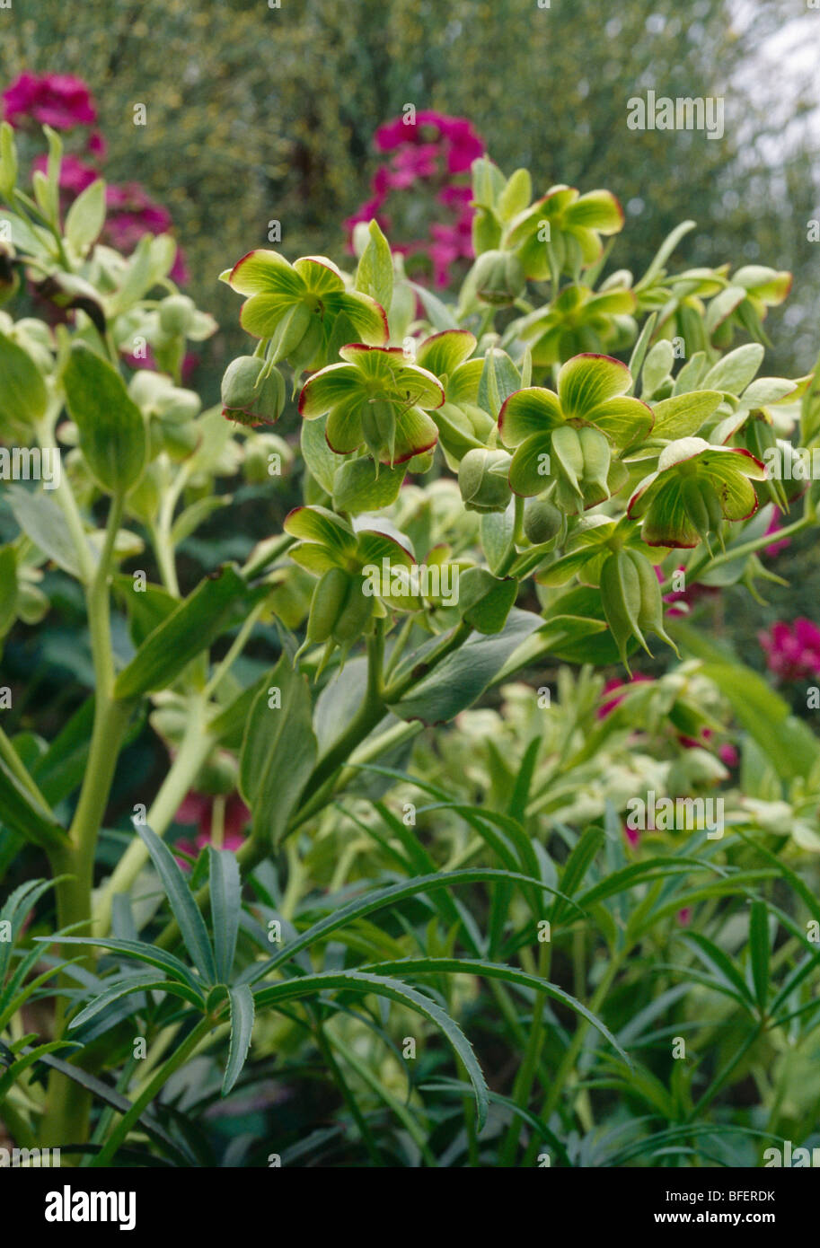 Hellebore borders hi-res stock photography and images - Alamy