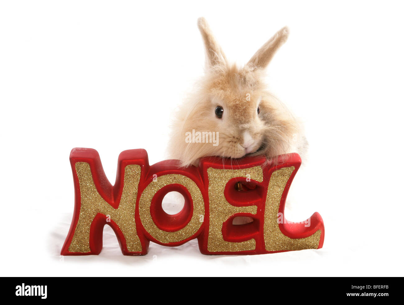 White rabbit sign hi-res stock photography and images - Alamy