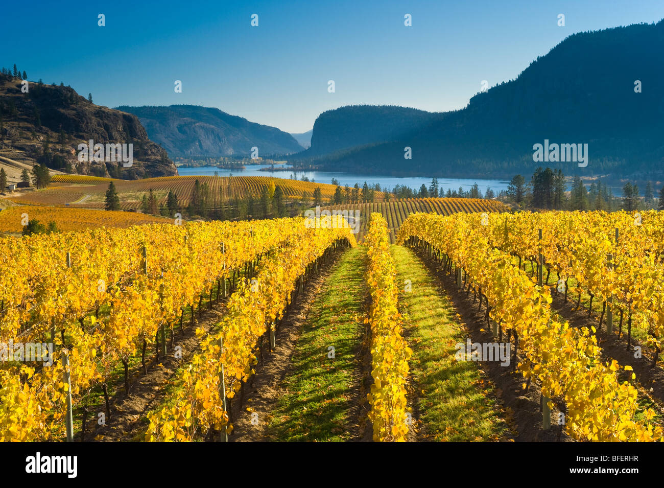 Blue Mountain Vineyard in fall, Okanagan Falls, Okanagan Valley ...