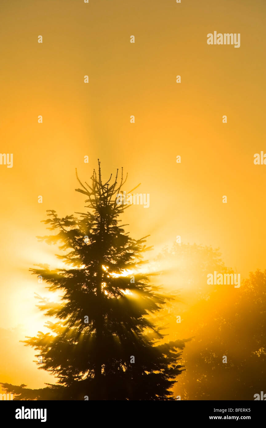 Early morning spruce in hi-res stock photography and images - Alamy