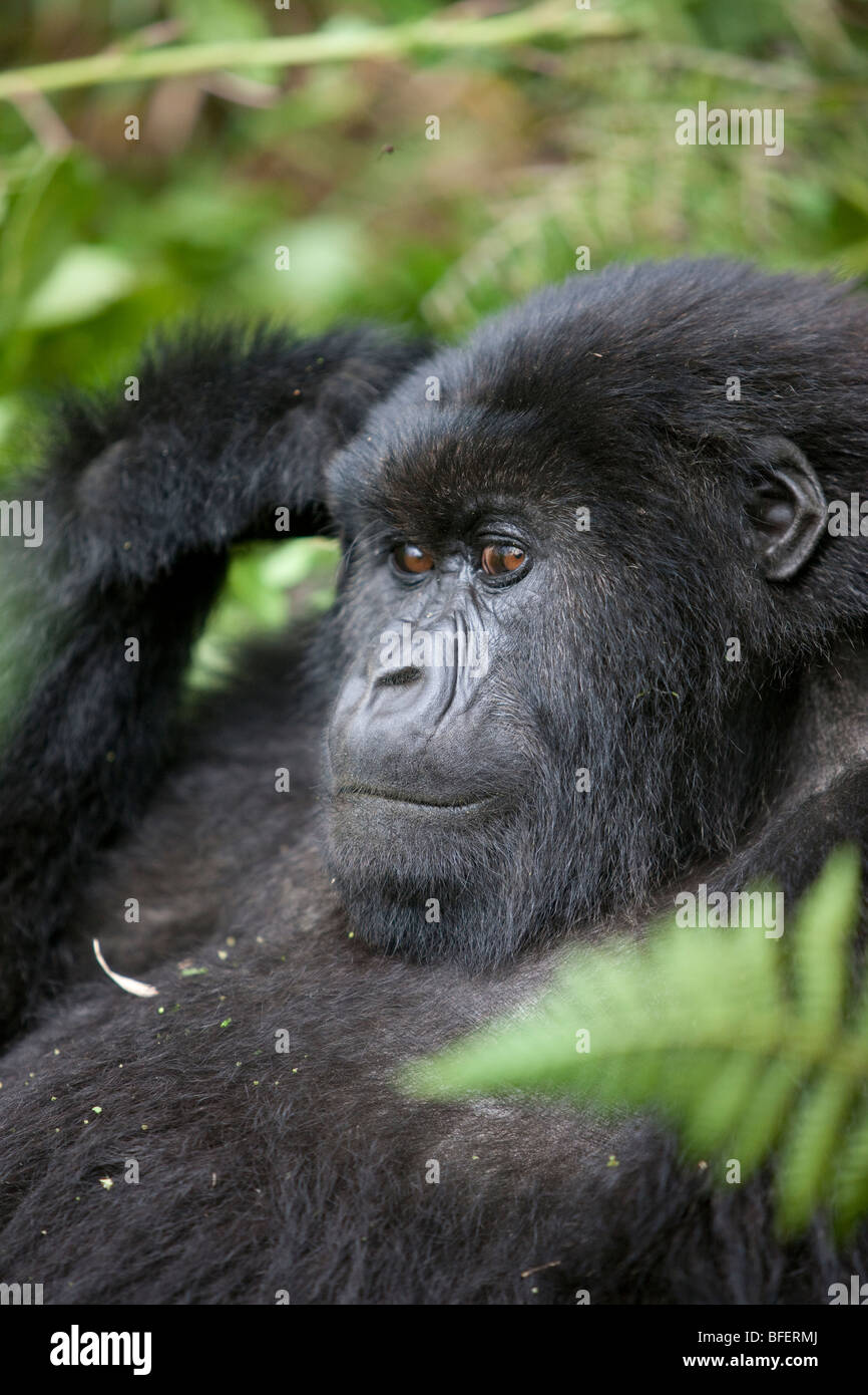 Young adolescent mountain gorilla contemplating the meaning of life in ...