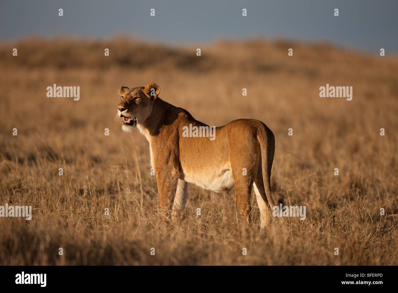 Lioness sunset hi-res stock photography and images - Alamy