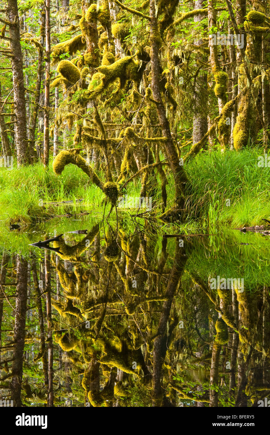 Swamp, Naikoon Provincial Park, Queen Charlotte Islands, British ...