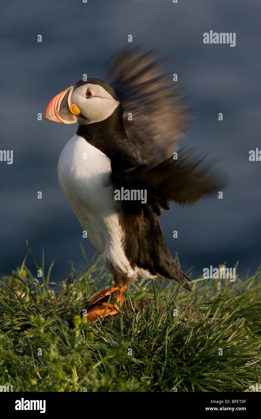 Atlantic puffin (Fratercula arctica) breeding adult flapping wings Gull ...