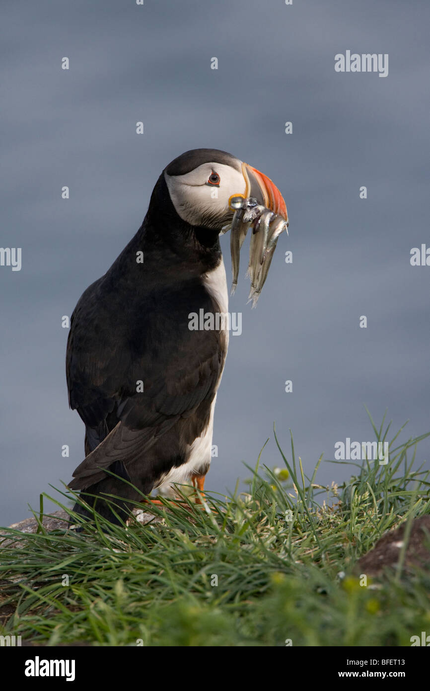 Capelin fish hi-res stock photography and images - Alamy