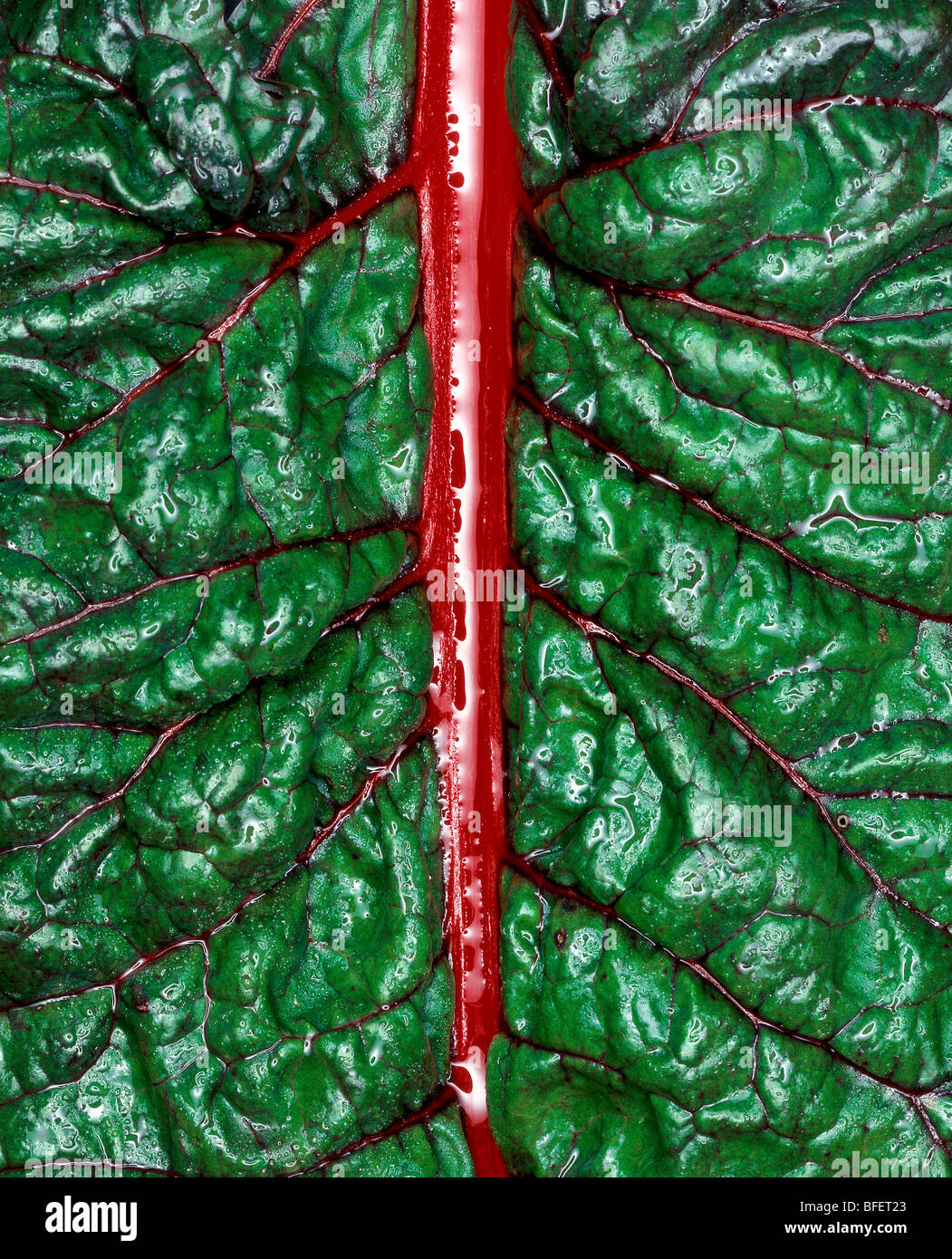 Silver leaf disease hi-res stock photography and images - Alamy