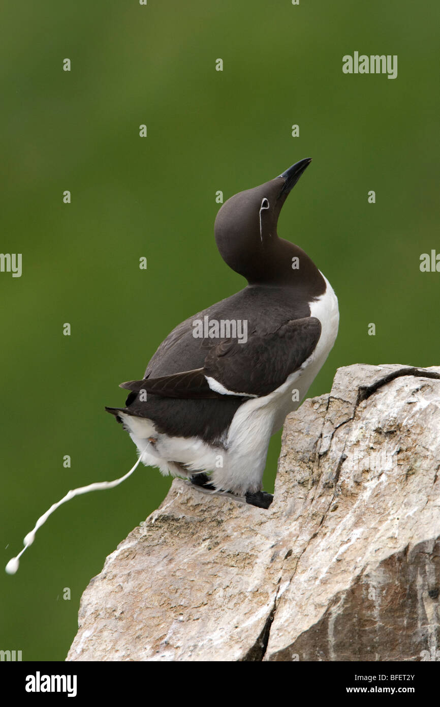 Common murre (Uria aalge), adult in breeding plumage, defecating, Cape ...