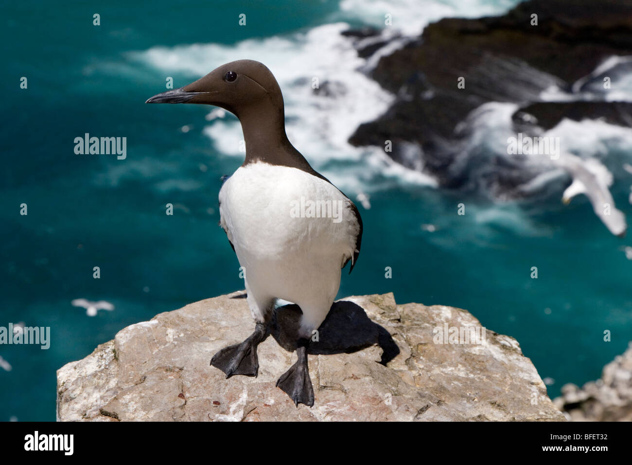 Common murre (Uria aalge), adult in breeding plumage, Cape St. Mary's ...