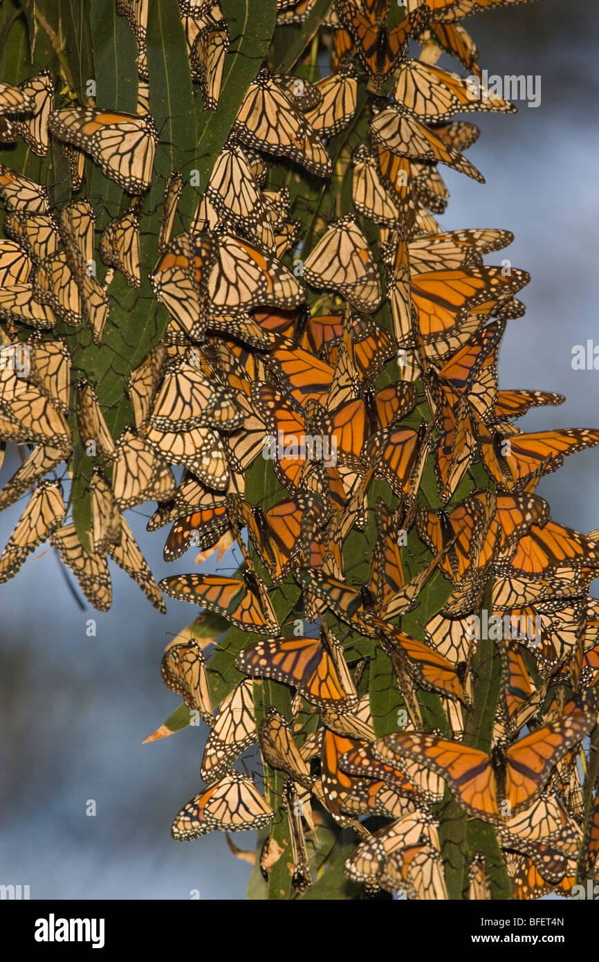Overwintering Monarch butterflies (Danaus plexippus) clustered in eucalyptus tree, Pismo Beach ...