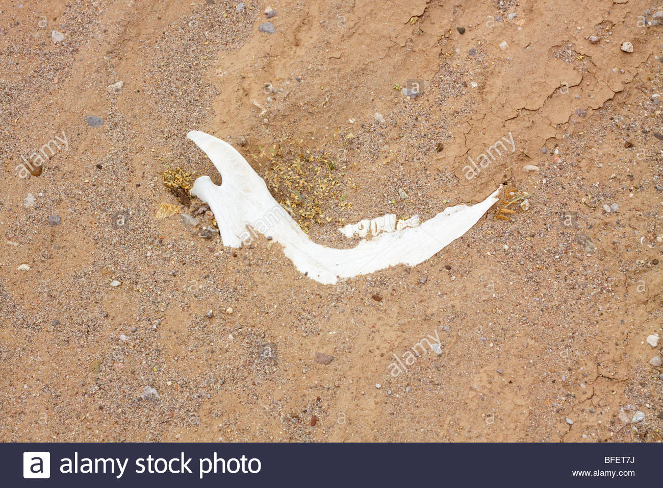 Bleached Bones Stock Photos & Bleached Bones Stock Images - Alamy