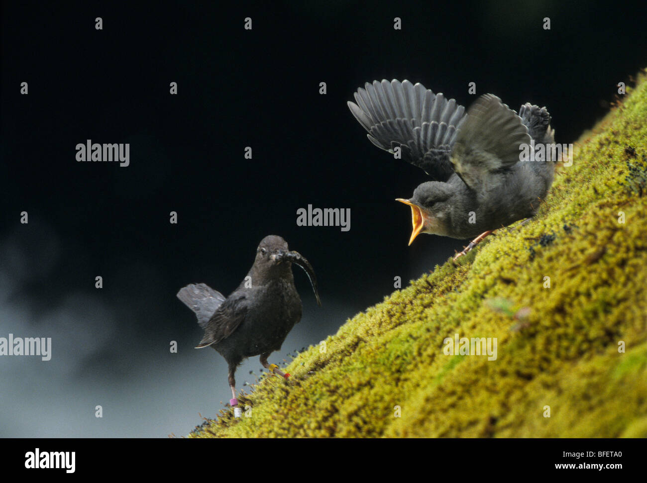 American dipper salmon hi-res stock photography and images - Alamy