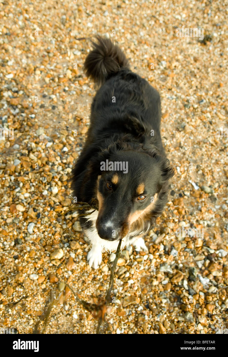 Mongral hi-res stock photography and images - Alamy