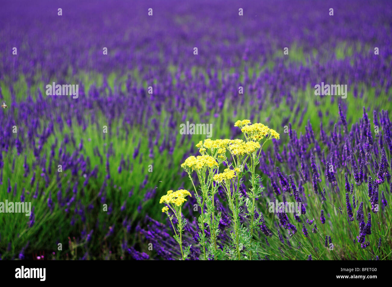lavender fields on a farm Stock Photo - Alamy