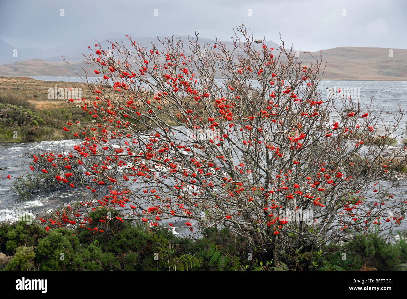Rowan tree scotland hi-res stock photography and images - Alamy