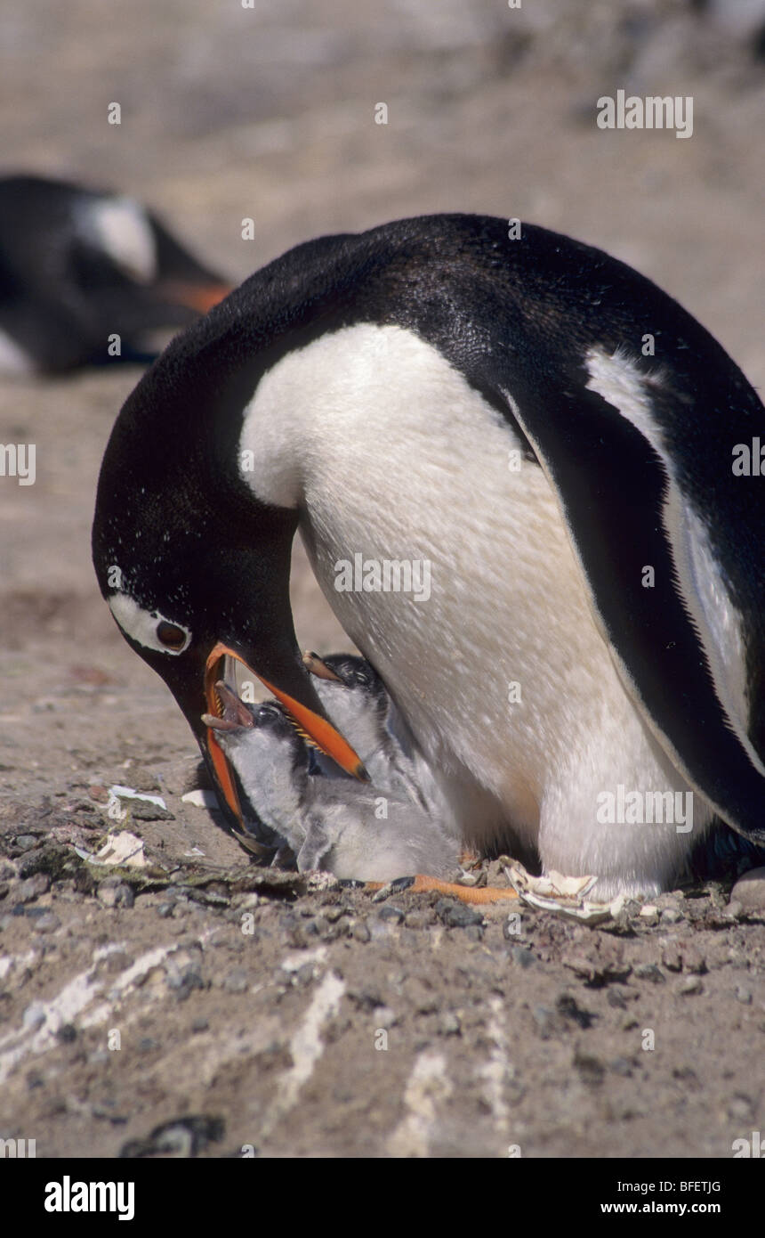 Gentoo penguin (Pygoscelis papua) adult regurgitating food for chicks ...