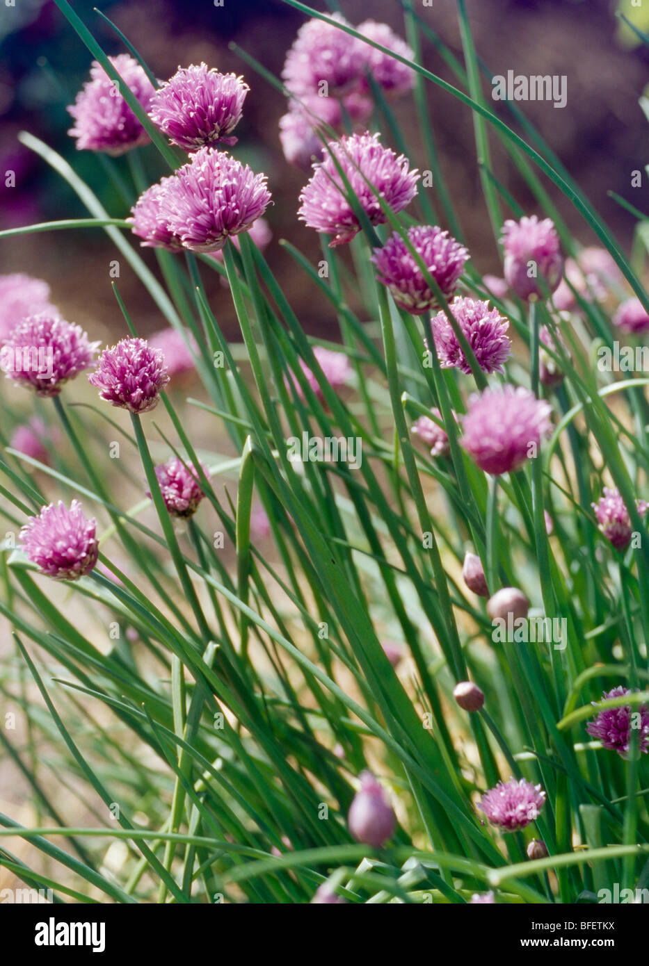 Close up of chives in flower Stock Photo - Alamy