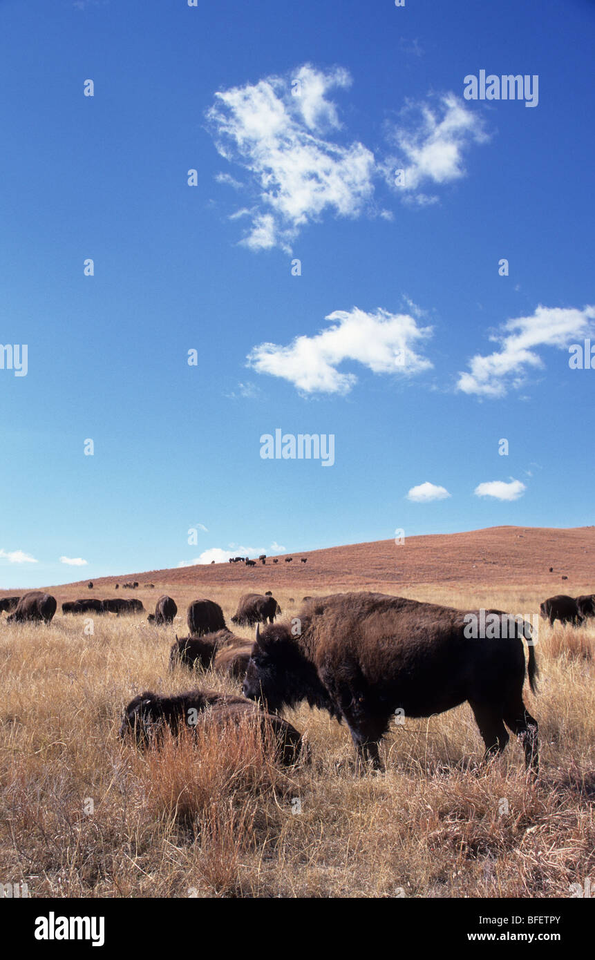 Plains bison (Bison bison bison), Custer State Park, South Dakota, USA ...