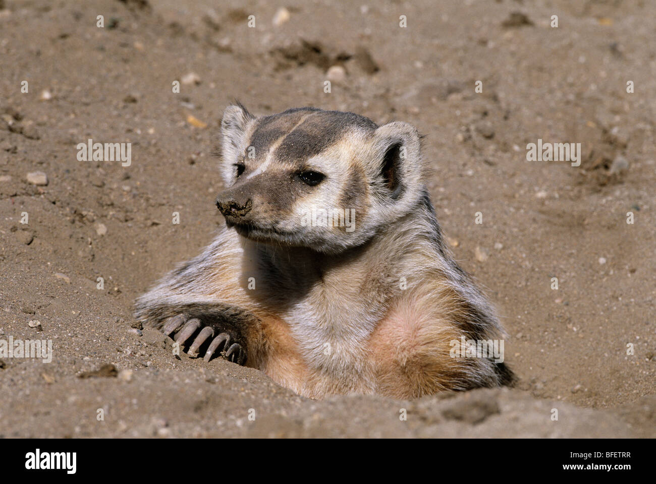 Badger close up hi-res stock photography and images - Alamy
