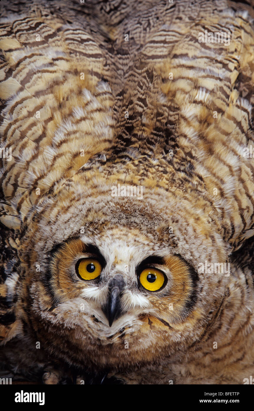 Fledgling great horned owl hi-res stock photography and images - Alamy