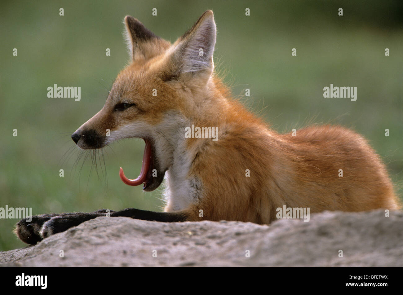 Side view of fox hi-res stock photography and images - Alamy