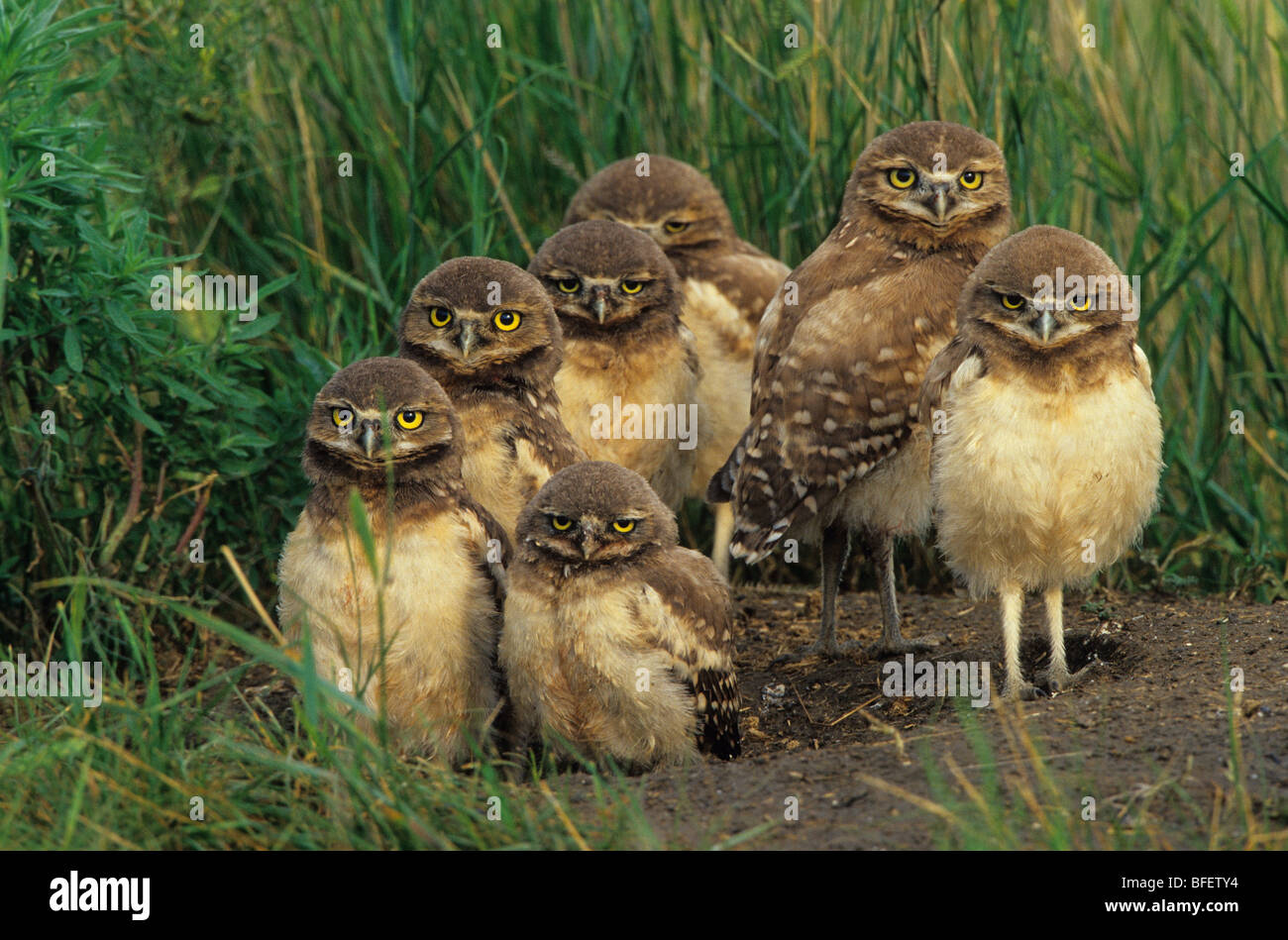 Burrowing owl (Athene cunicularia) chicks at nest burrow near ...