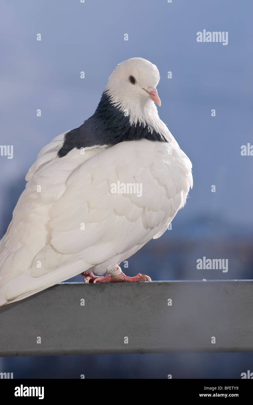 White pigeon hi-res stock photography and images - Alamy