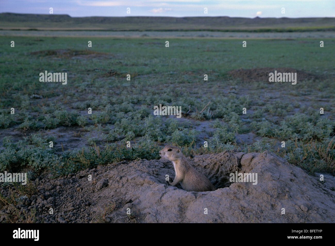 Black tailed prairie dogs in burrows hi-res stock photography and ...