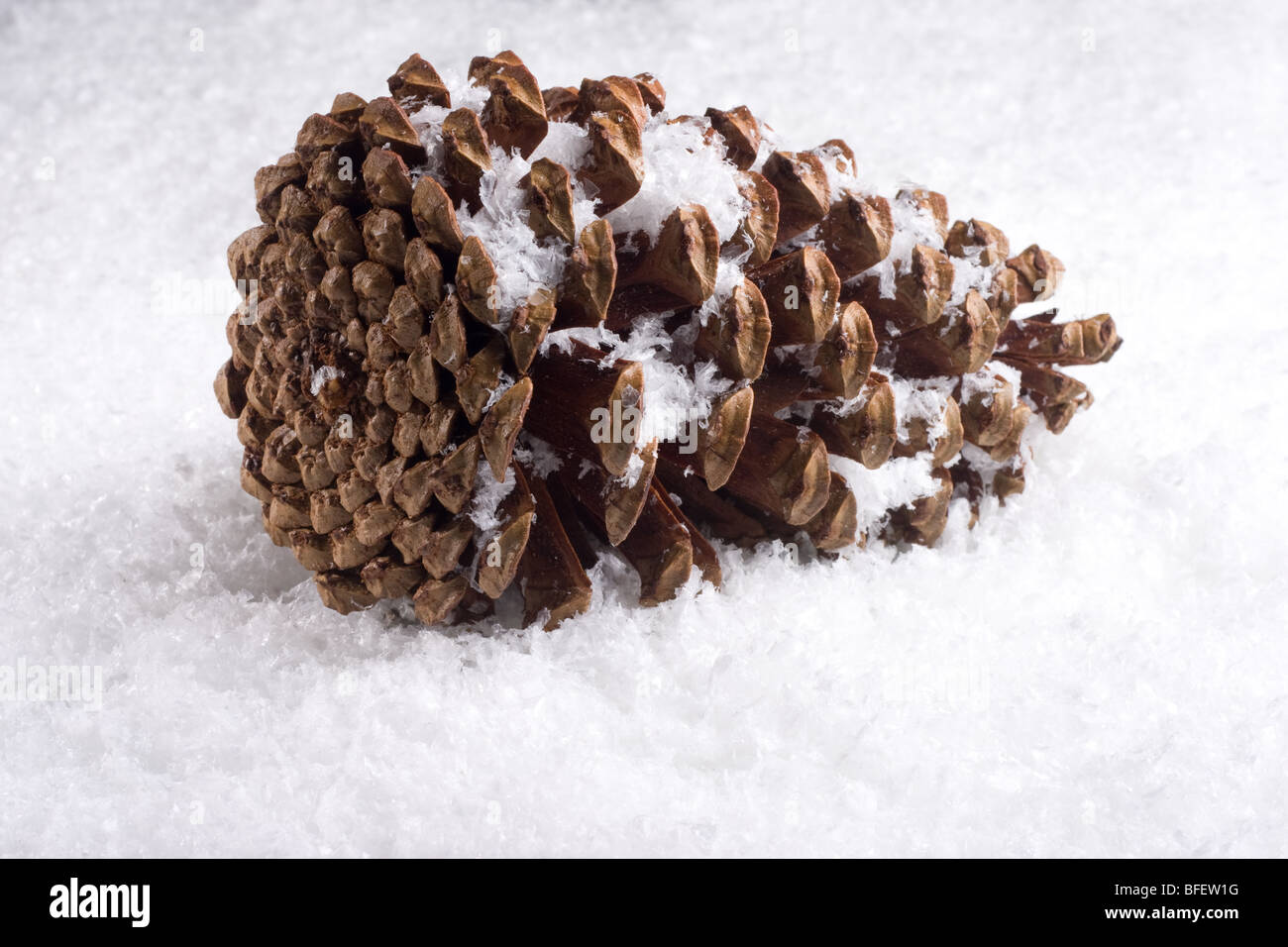 Pine comb snow hi-res stock photography and images - Alamy
