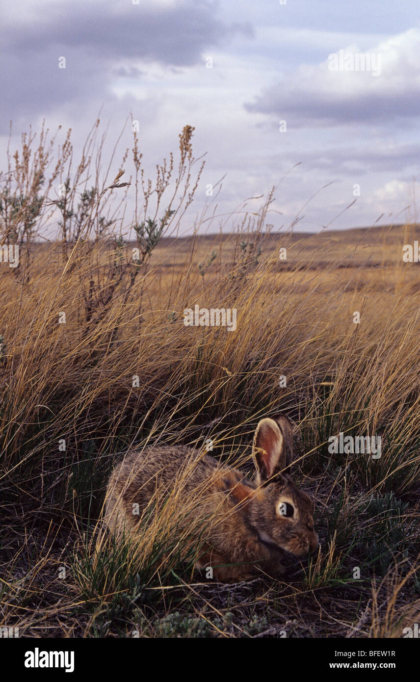Nuttall's cottontail (Sylvilagus nuttallii), Grasslands National Park ...