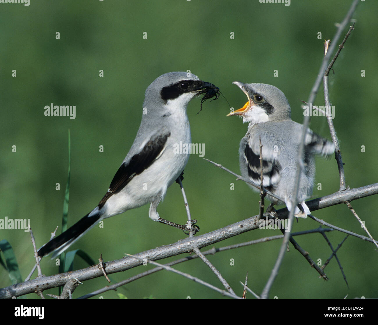 Loggerhead shrike grasshopper hi-res stock photography and images - Alamy