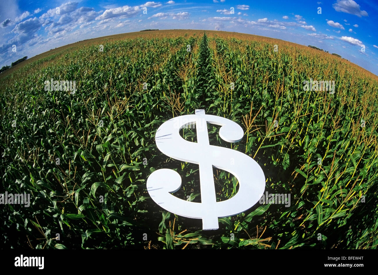 Crop dollar signs field hi-res stock photography and images - Alamy