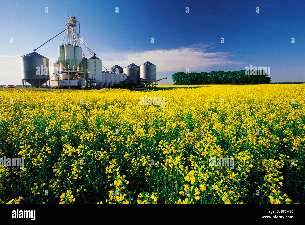 Canola crops blooming hi-res stock photography and images - Alamy