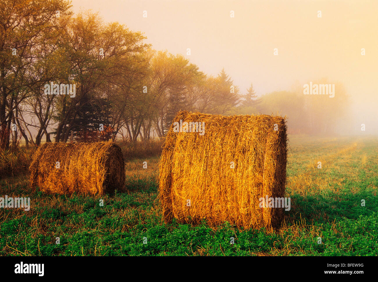 Alfalfa hay field hi-res stock photography and images - Alamy