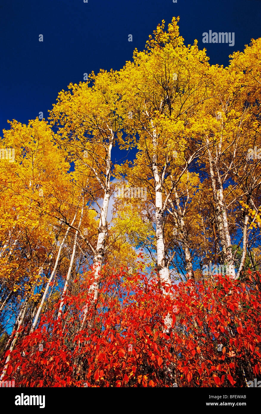 Autumn aspen trees along the Whiteshell River, Whiteshell Provincial ...