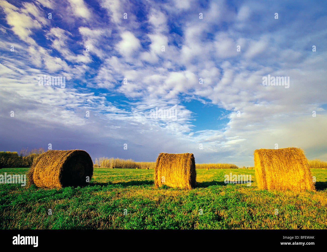 Bales in alfalfa field near Winnipeg, Manitoba, Canada Stock Photo - Alamy