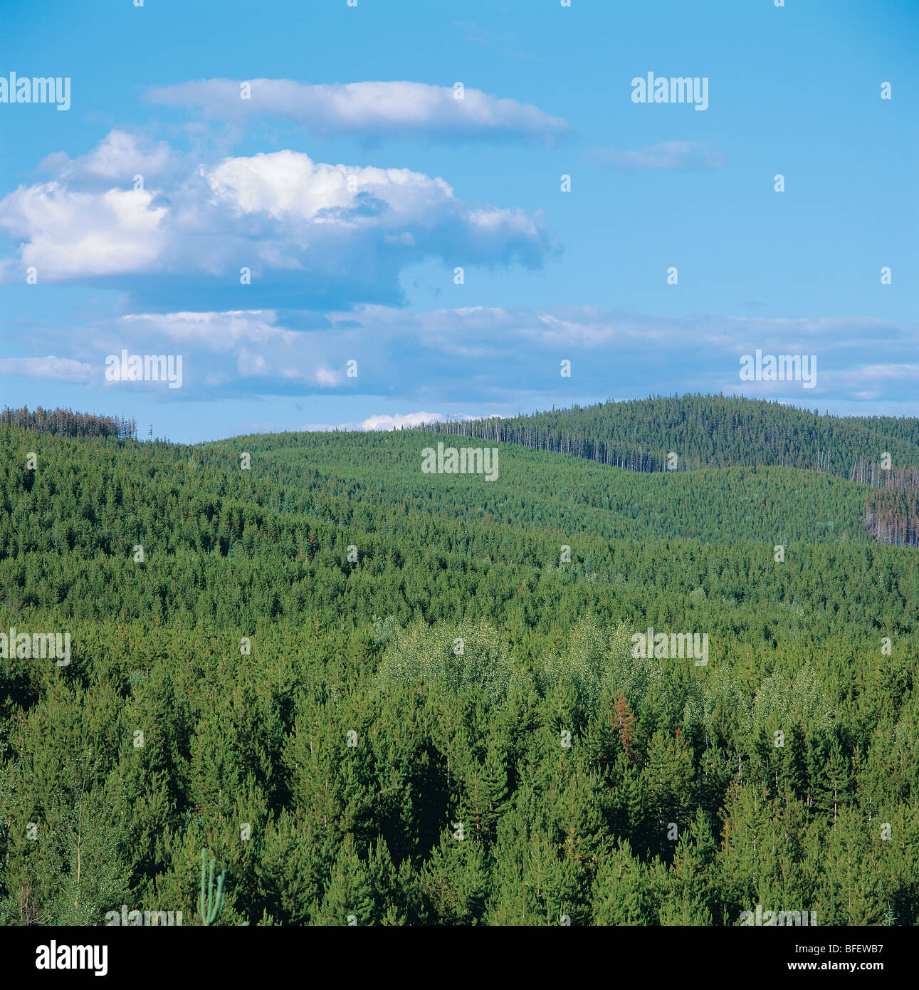 Pine tree forest foothills hi-res stock photography and images - Alamy