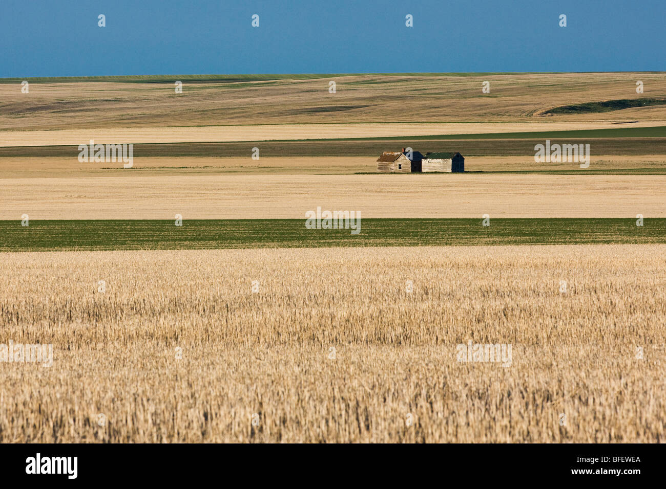 Field stripped hi-res stock photography and images - Alamy