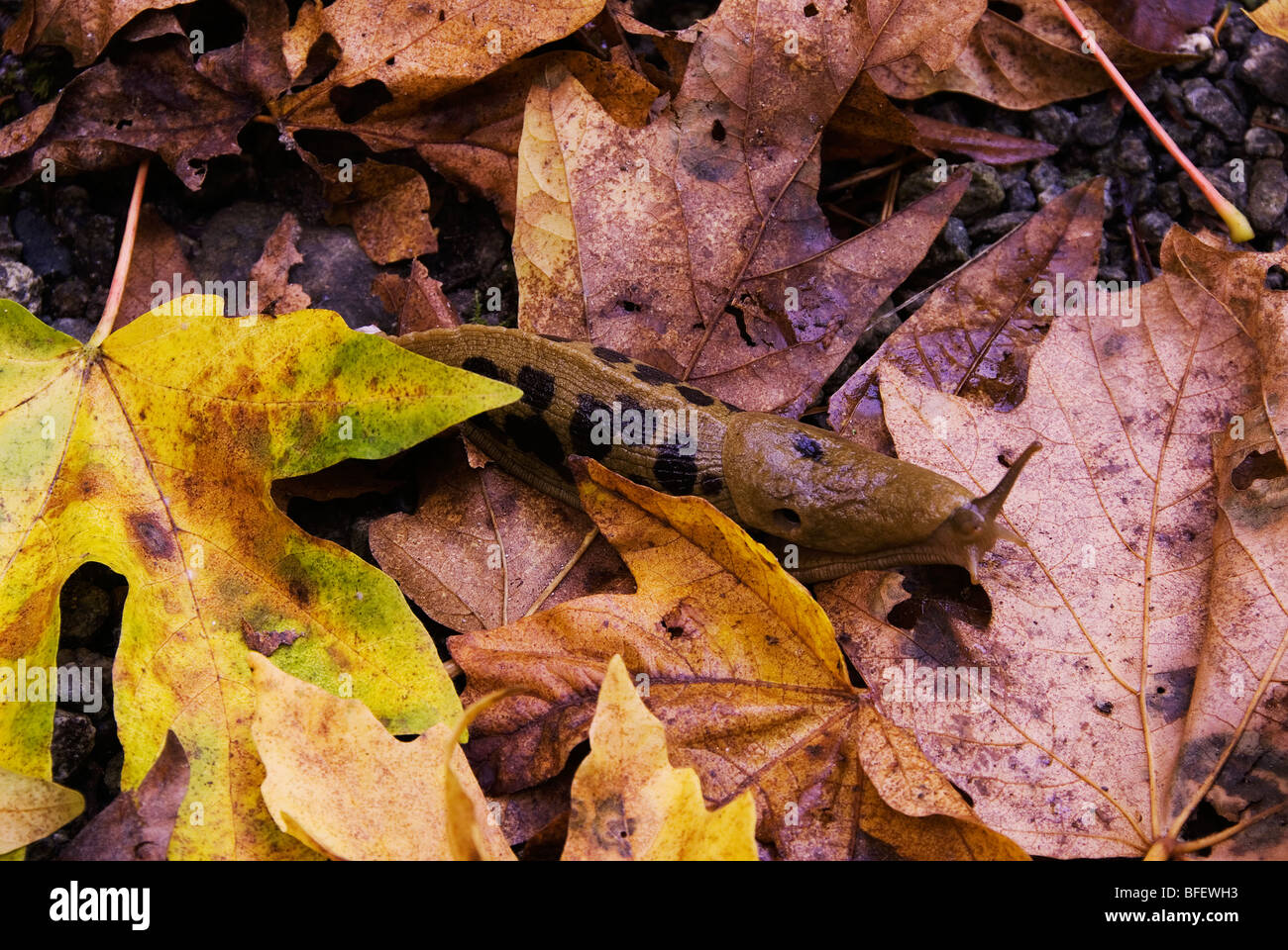 A leopard slug crawls over autumn leaves, Gowlland Tod Provincial Park ...