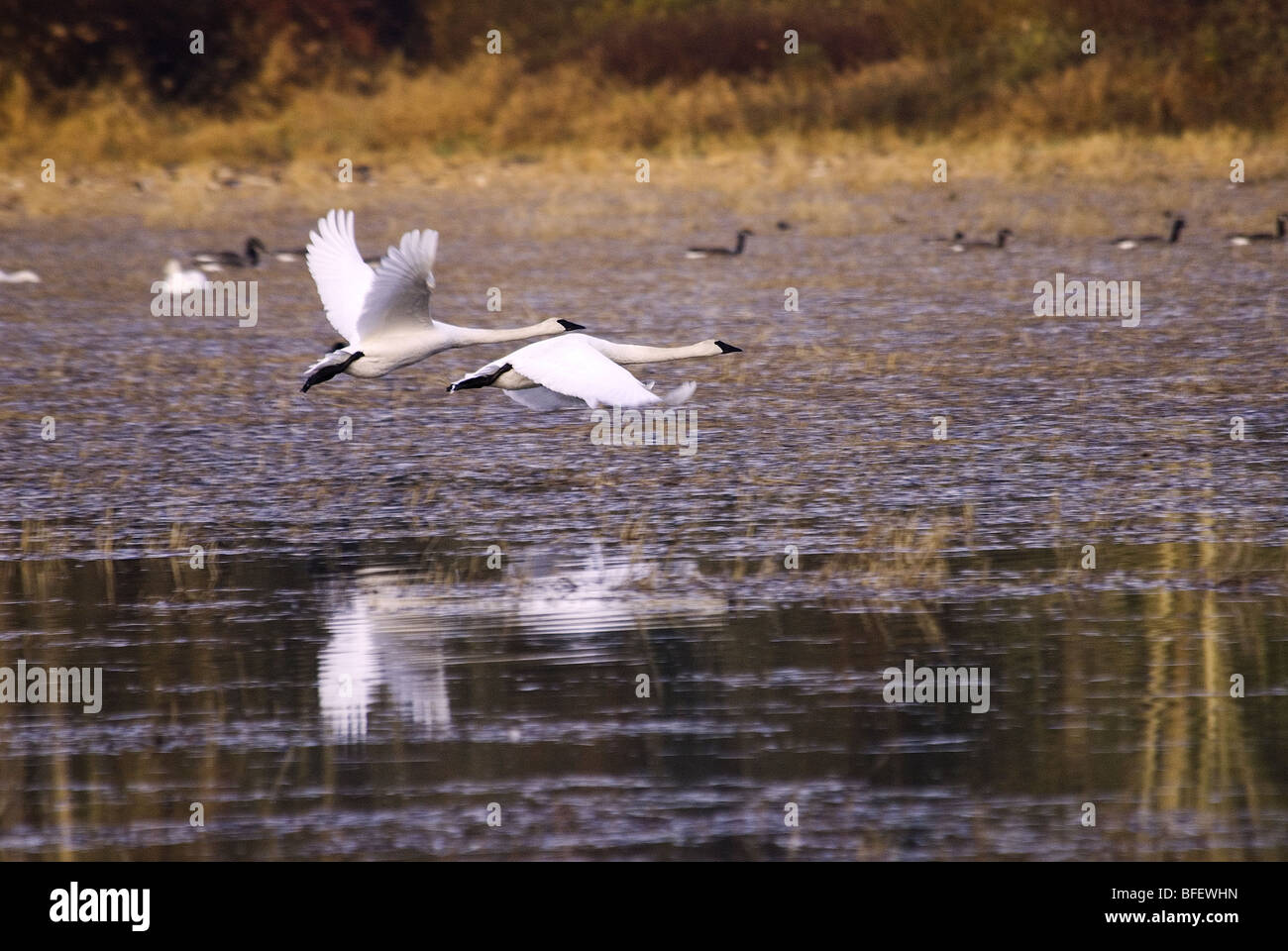 A pair of Trumpeter swans (Cygnus buccinator) taking flight over a pond ...