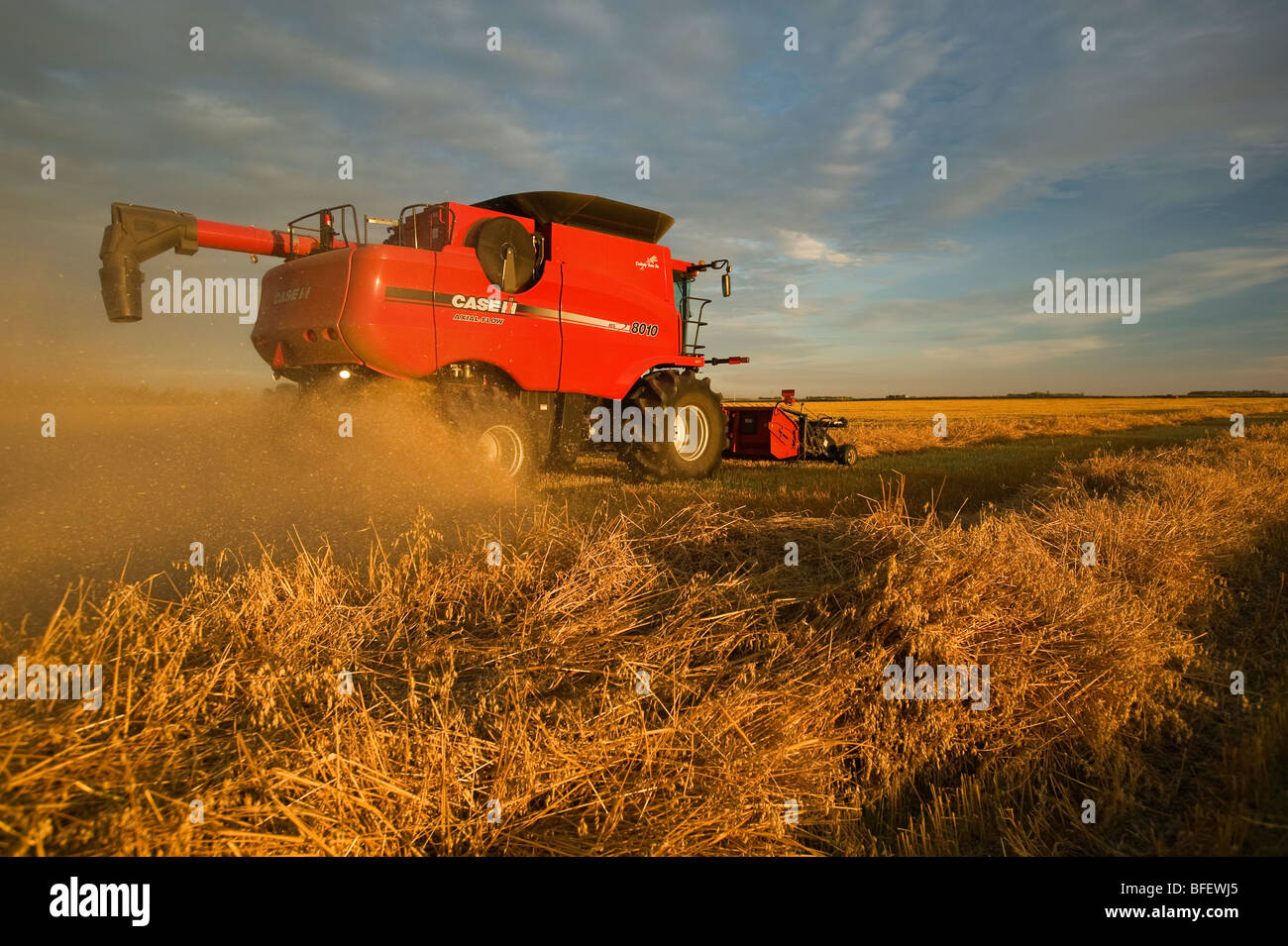 A combine harvester works on a swathed oat (Avena sativa) crop near ...