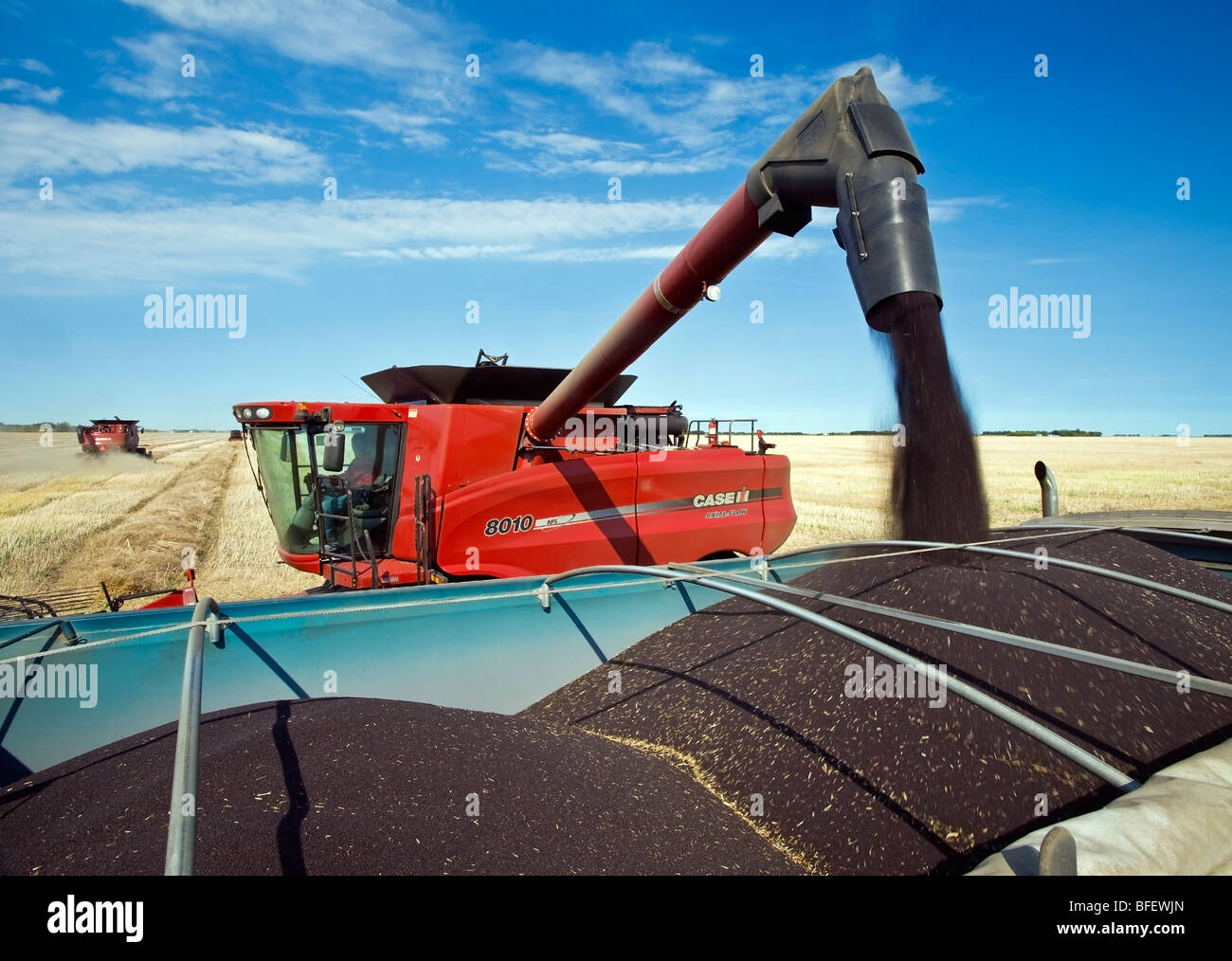 A combine unloads canola into a farm truck during the harvest near ...