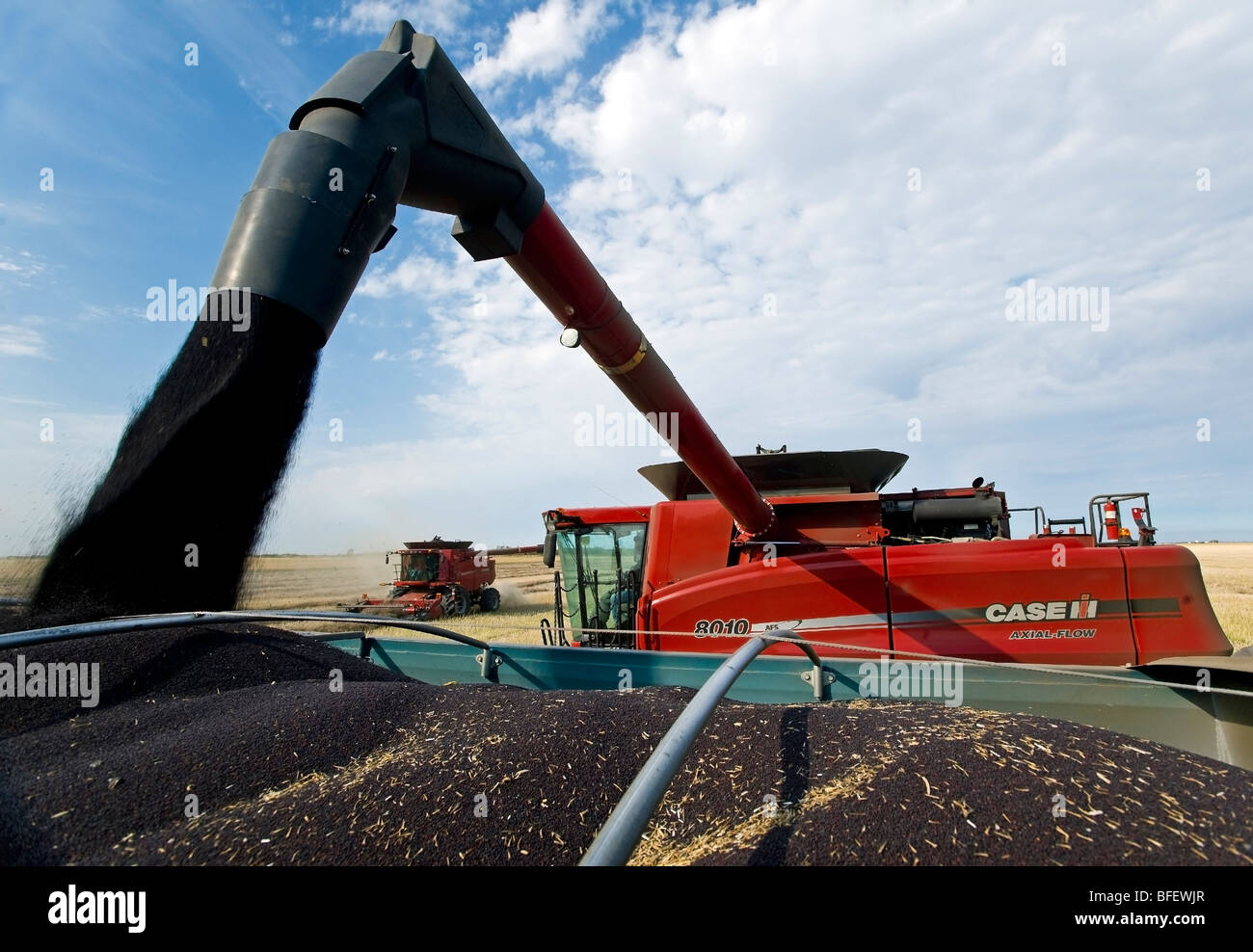 A combine harvester unloads canola into a farm truck during the harvest ...