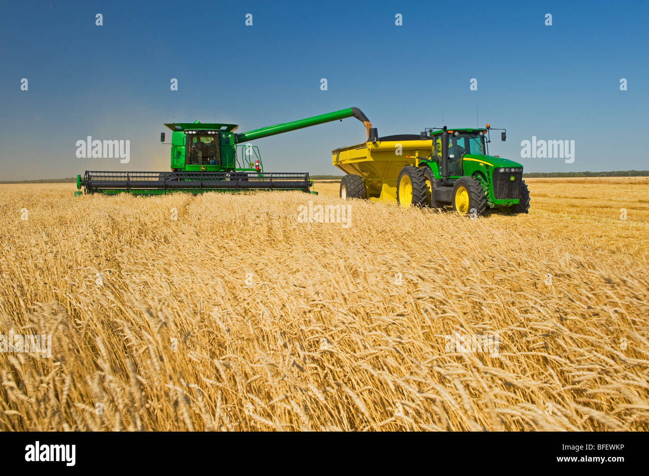 A combine straight cuts spring wheat while unloading into a grain wagon ...